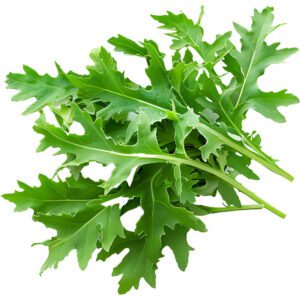 Rocca Leaves Local - Fresh Focus Food Stuff